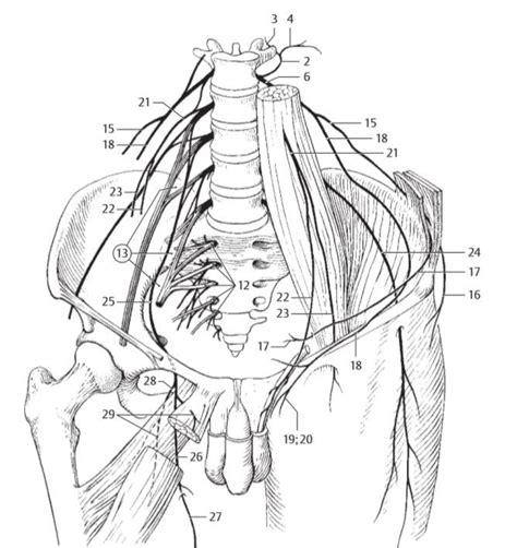 Plexus Lumbosacralis Feneis Diagram Quizlet