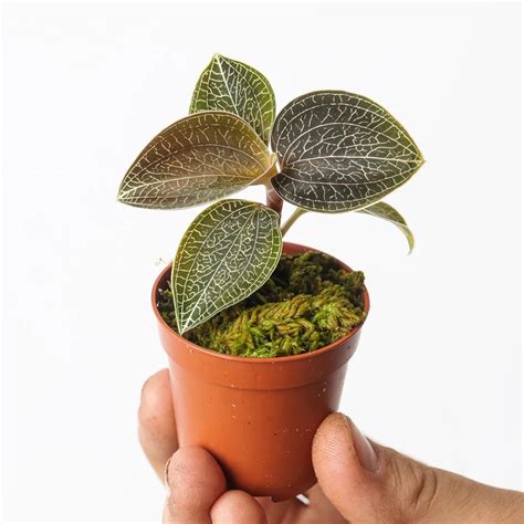 Anoectochilus Sikkimensis Jewel Orchid Floraria Secret Garden Sg