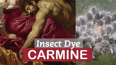 Food Dye Made Of Bugs Carmine Red Littlearttalks Youtube
