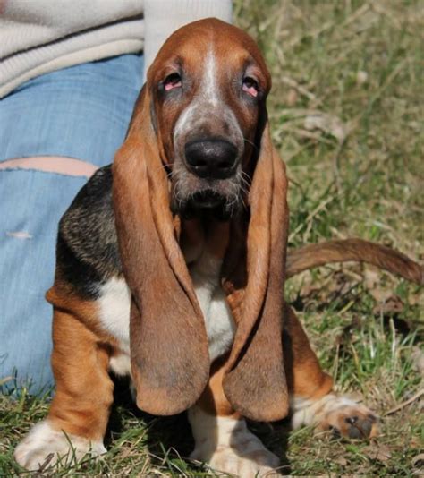 4063 Best Basset Hounds Images On Pinterest Basset Hound Bassett