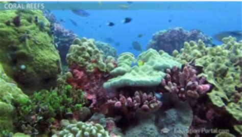 Gametic Isolation Overview Examples Lesson Study Com