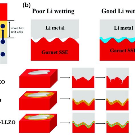 A Schematic Of The Interface Behavior Between C Llzo And Li Metal A