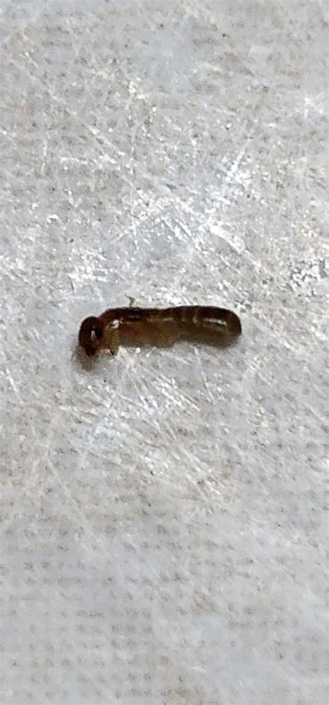 Small Winged Bug Philippines Rbugidentification