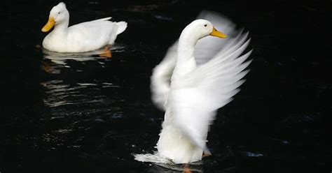 Conducktor Album On Imgur