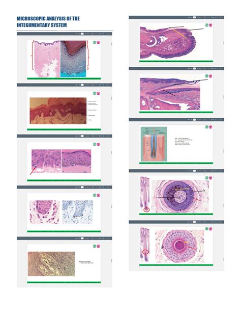Microscopic Analysis Of The Integumentary System Pdf Integumentary