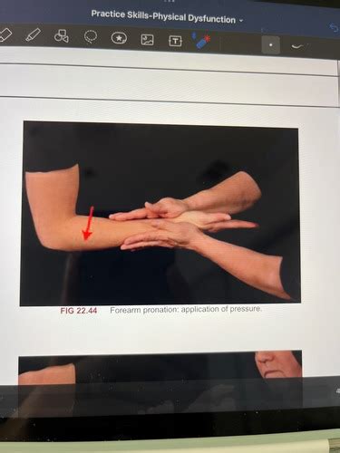 MMT Motions Shoulder Elbow Forearm Flashcards Quizlet