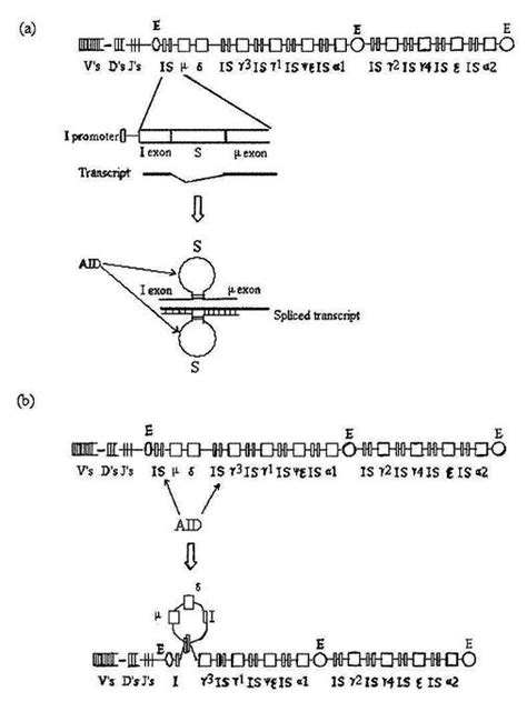 Immunoglobulin And Gene Duplication
