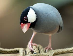 Java Jewel Exploring The Enigmatic World Of The Java Sparrow The Worlds Rarest Birds