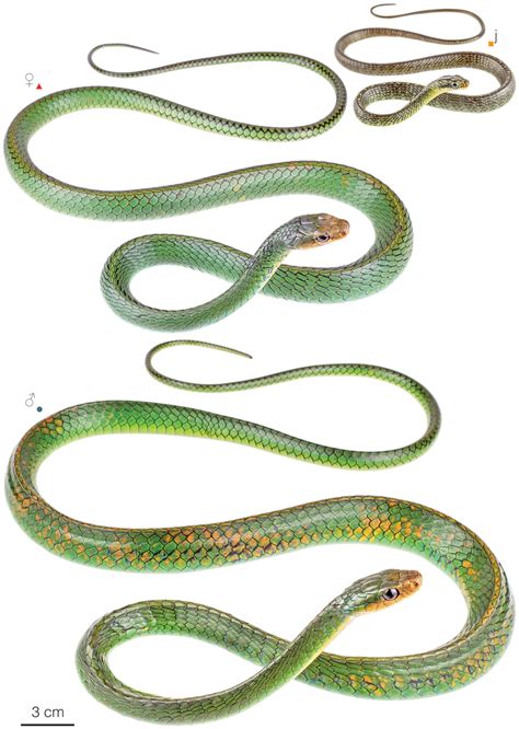 Mountain Whipsnake Chironius Monticola