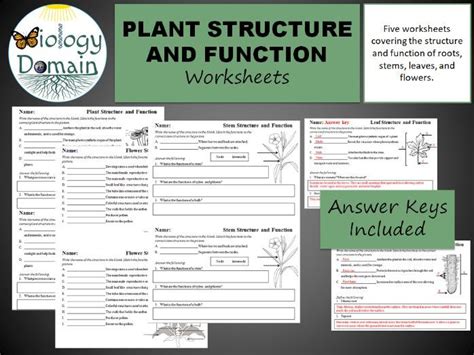 Plant Structure And Function Test At Ann Burkett Blog