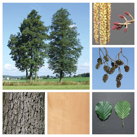 Amieiro Ibérico Uma “nova” Velha Espécie Ribeirinha Florestas