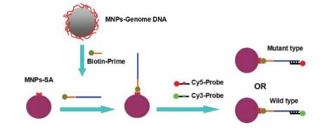 Single Nucleotide Polymorphism Snp Is A Genetic Mutation That Occurs