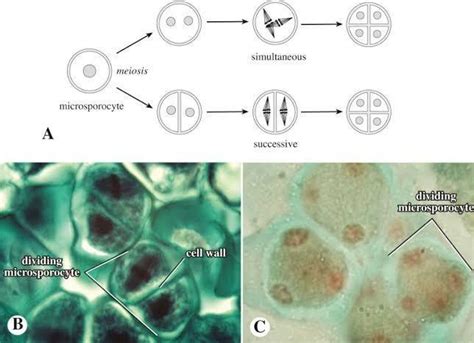 Structure Of Microsporogenesis
