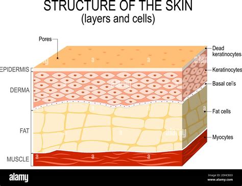 Epidermis Structure Cell And Layers Of A Human Skin 17 600 Layers Of