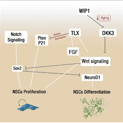 Influence Of Notch And Wnt Signaling On Neurogenesis Wnt Signaling Download Scientific Diagram