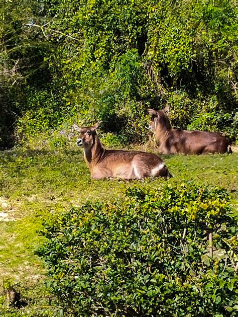 Resting In The Sunshine Pixeling Pixie Flickr