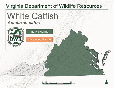 White Catfish Virginia Dwr