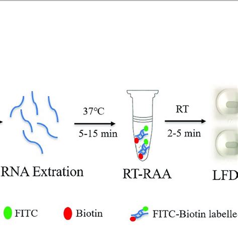 Schematic Representation Of The Reverse Transcription Download