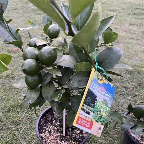 Lemon Trees Lemonicious Dwarf Nursery Sunshine Coast And Brisbane