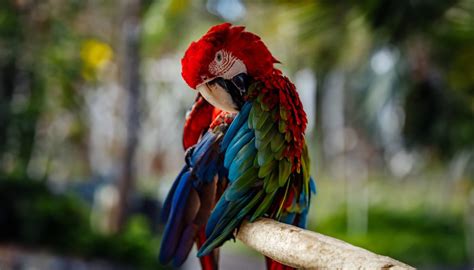 Cu Ndo Mudan Las Plumas Los Loros Guia De Aves