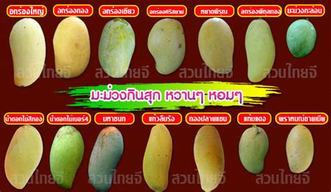 ขายกิ่งพันธุ์ไม้ ไม้ผล ไม้ป่า ไม้ตัดใบ ไม้ประดับ หน่อยกล้วย สมุนไพร