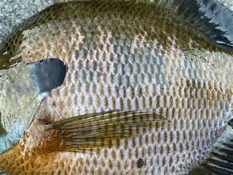 The Top Ten Flies For Bluegills Artofit