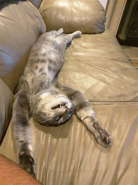 Cats Sleeping On Their Backs Adorable Moments Cat Laying On Back