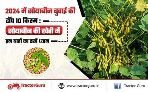 सोयाबीन की टॉप 10 उन्नत किस्म जानें खेती के लिए उपयोगी टिप्स