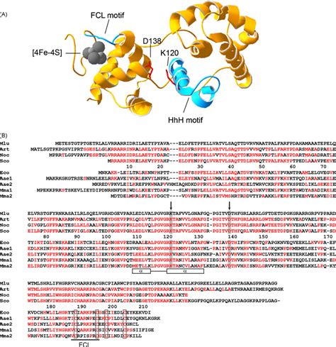 Pyrimidine Dimers Definition In Microbiology At John Spiker Blog