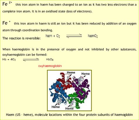 Simplified Chemical Reactions Between Iron And Oxygen Within The Haem Download Scientific