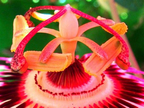Passion Fruit Flower Wallpapers Wallpaper Cave Passion Fruit Flower Wallpapers Wallpaper Cave