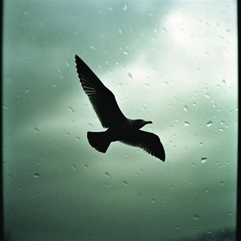 Single Flying Bird Silhouette