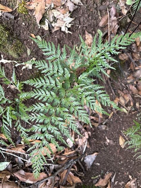 How To Grow Asplenium Onopteris Earthone