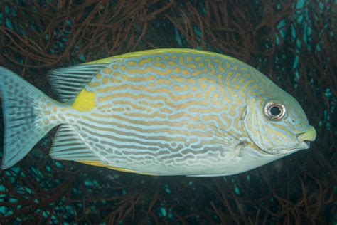 Goldlined Rabbitfish Fishes Of Heron Island · Inaturalist