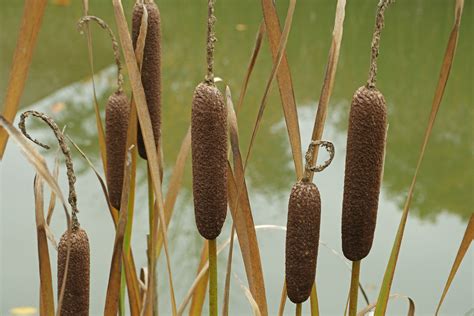 Typha Latifolia