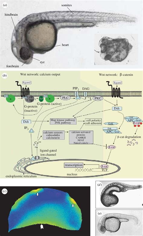 Signal Transduction Pathways In Vertebrate Axis Formation During Download Scientific Diagram