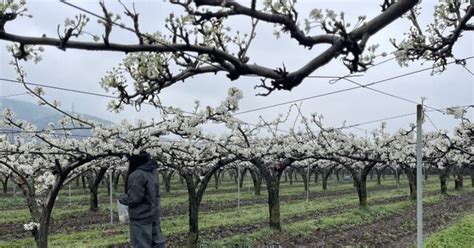 경기도농업기술원 배 개화기 화상병 예방 위한 약제 교차 살포 방법 제시
