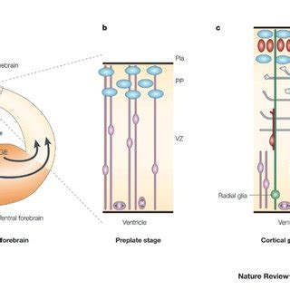 PDF Modes Of Neuronal Migration In The Developing Cerebral Cortex