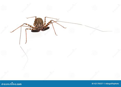 Tailless Whip Scorpion Amblypygi Pondicherry Tamilnadu Stock Image