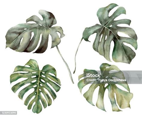 이국적인 몬스터 잎 수채화 열대 세트입니다 손으로 흰색 배경에 고립 이국적인 가지를 그린 디자인 인쇄 직물 또는 배경을위한 꽃 그림 열대 기후에 대한 스톡 벡터 아트 및