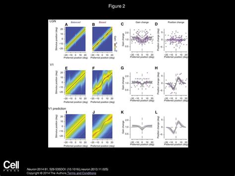 Cascaded Effects Of Spatial Adaptation In The Early Visual System Ppt