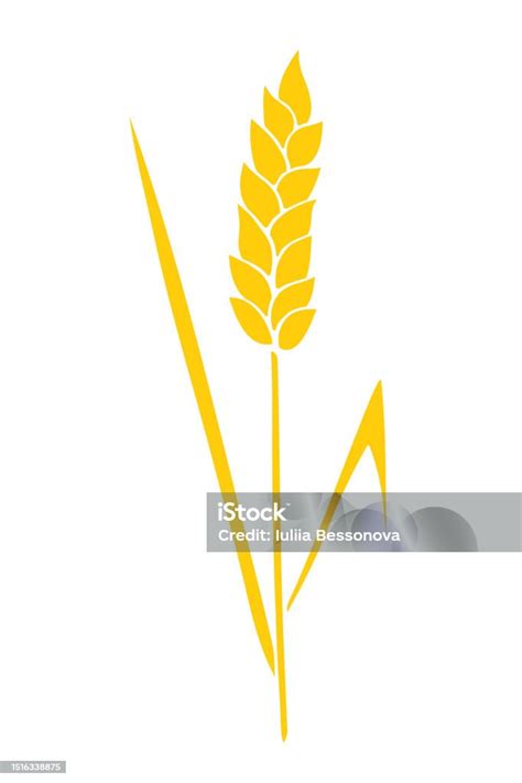 흰색 배경에 고립 된 밀의 벡터 황금 스파이크 플랫 스타일로 손으로 그린 컬러 클립 아트 베이커리 제품 밀가루 수확 추수 감사절 테마 가을에 대한 스톡 벡터 아트 및 기타