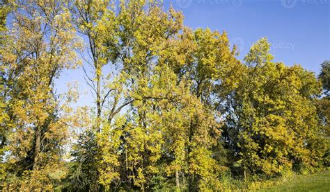 Different Deciduous Trees 9420399 Stock Photo At Vecteezy