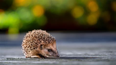 Igel In Gefahr Foto And Bild Tiere Wildlife Säugetiere Bilder Auf