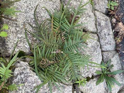 モエジマシダ 山川草木図譜 野山の植物 11月 イノモトソウ科 街での植物 羊歯