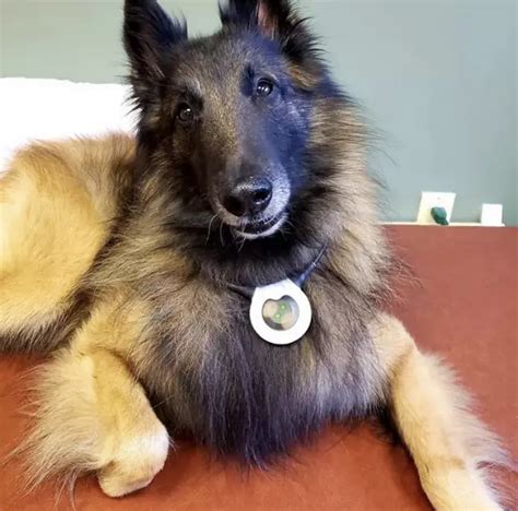 Assisi Loop® Rebound Vet Products