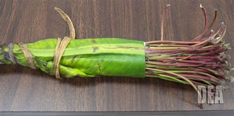 What Is Khat Drug Made Of At Margaret Cass Blog