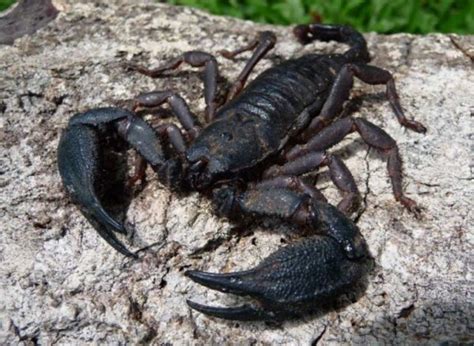 Scorpions In The Canal Areas El Faro Canal De Panamá