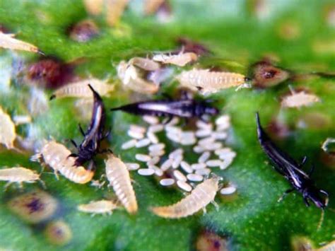 Lifecycle Of Thrips Egg To Adult In Less Than 10 Days