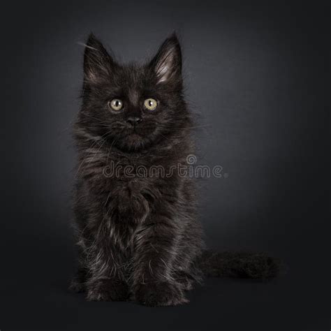 Black Maine Coon Cat Kitten With Angel Wings On White Stock Image